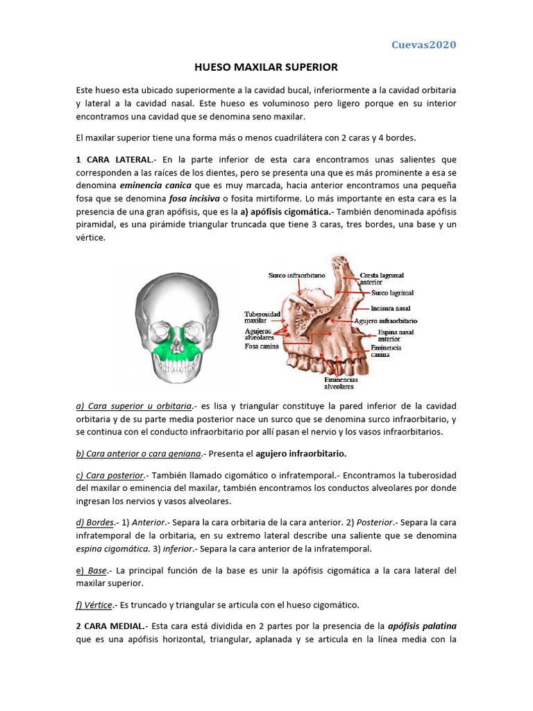 Hueso Maxilar Superior | PDF