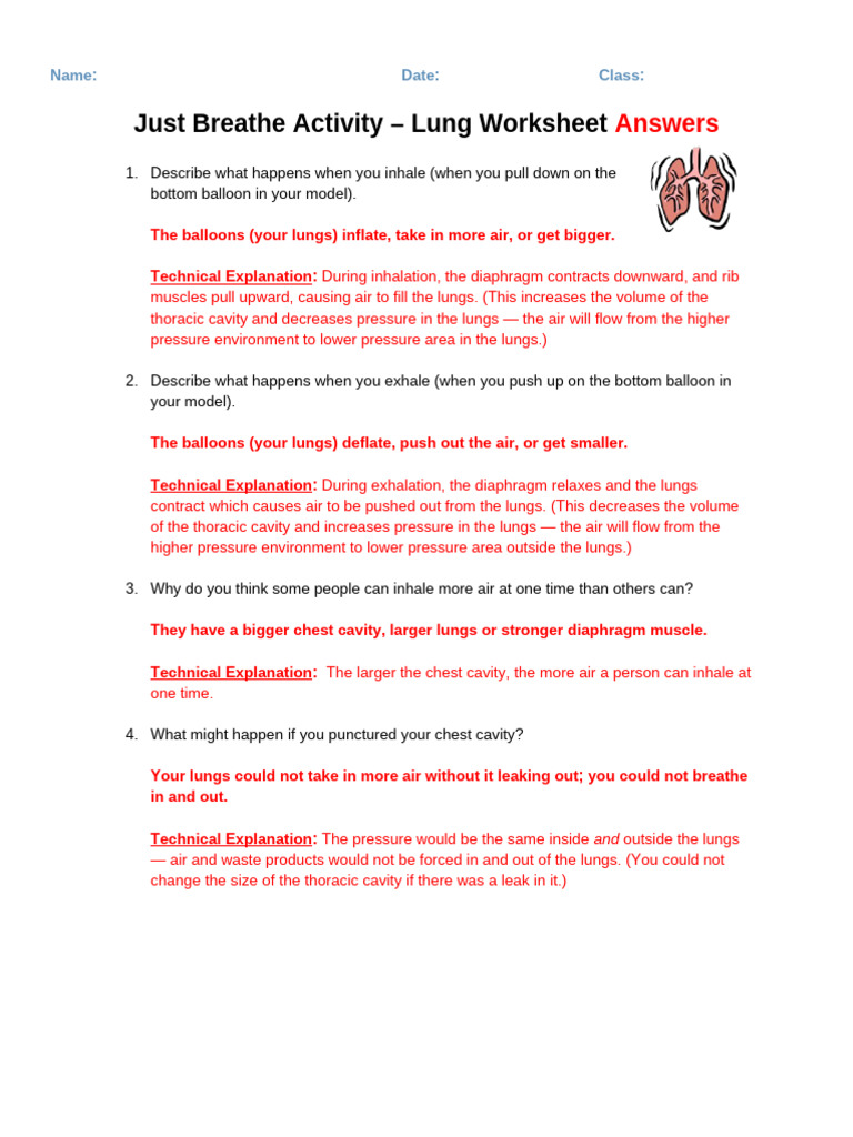 Answer Key Respiratory System | PDF