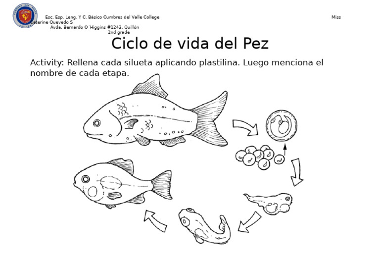 Ciclo de Vida Del Pez | PDF