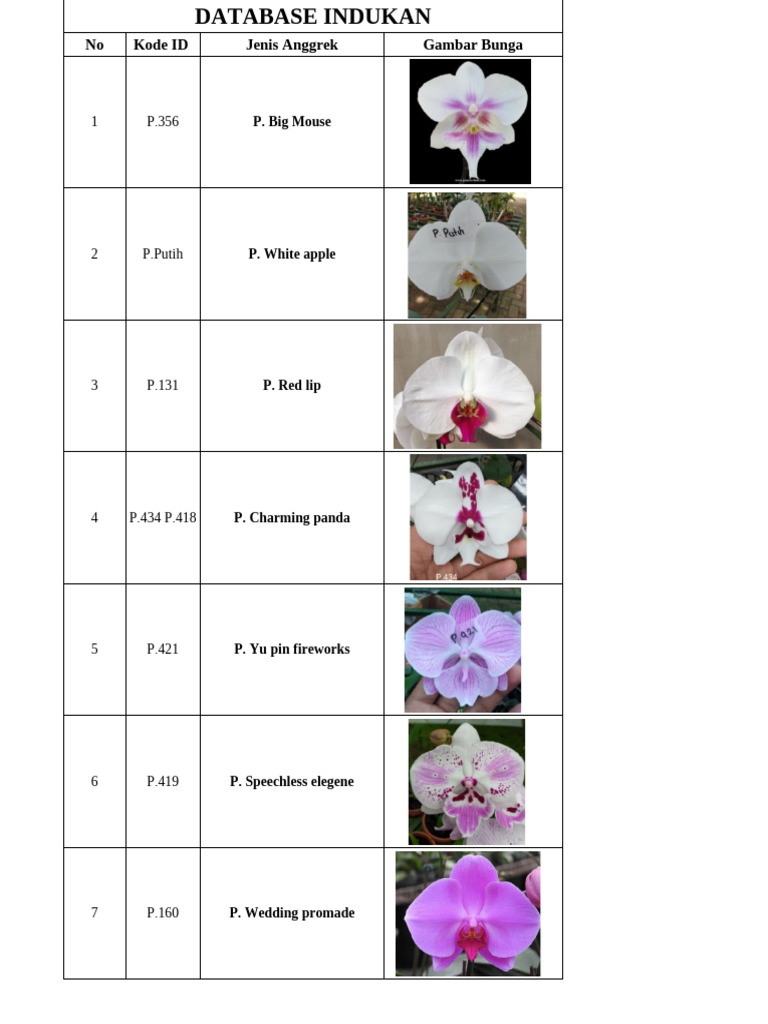Data Indukan Phalaenopsis Oke | PDF