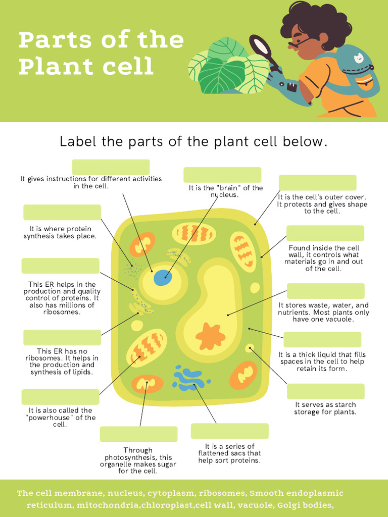 Label The Parts of The Plant Cell Below.-2 | PDF