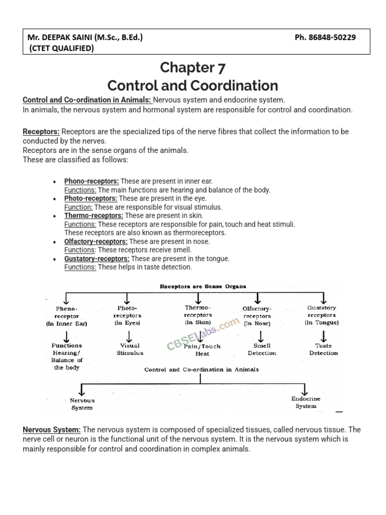 Control and Coordination | PDF