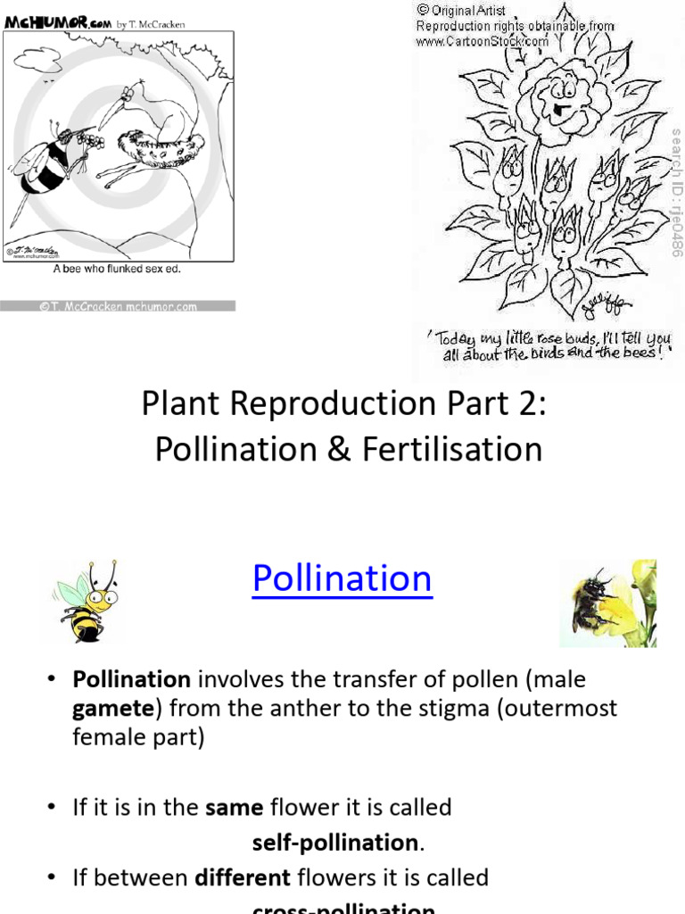 Pollination and Fertilisation | PDF