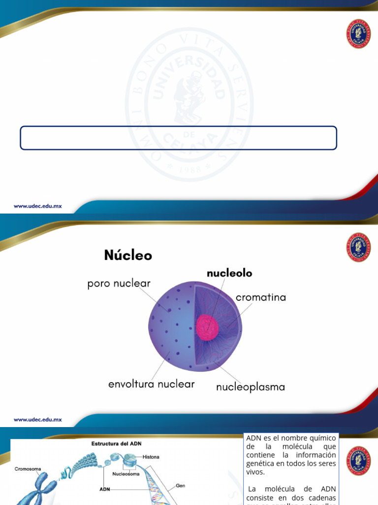 Tema 3 - Embrio | PDF