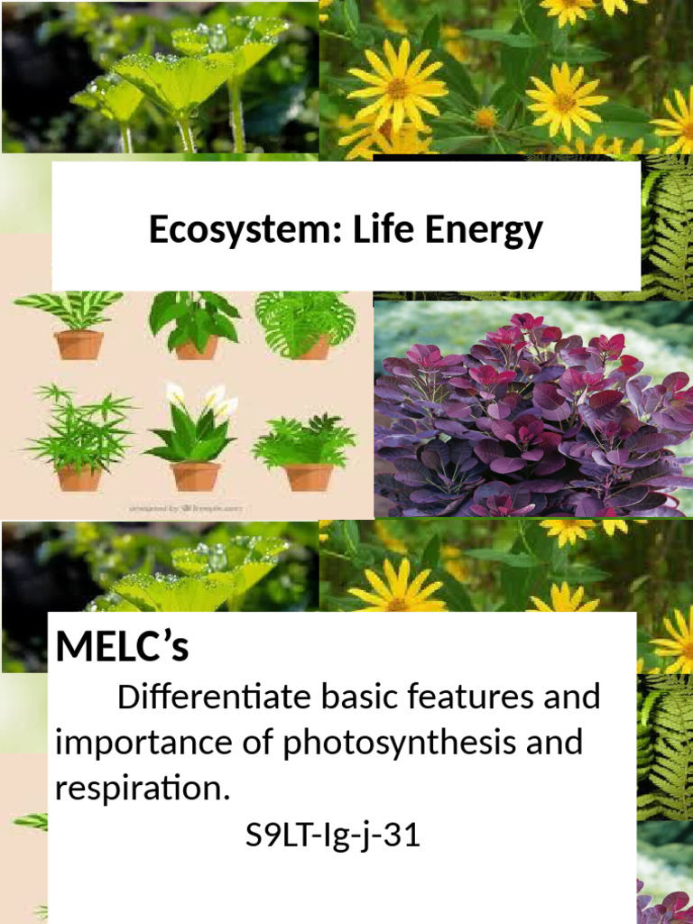 Q1 - W6 - Ecosystem - Life Energy - Lesson 1 | PDF