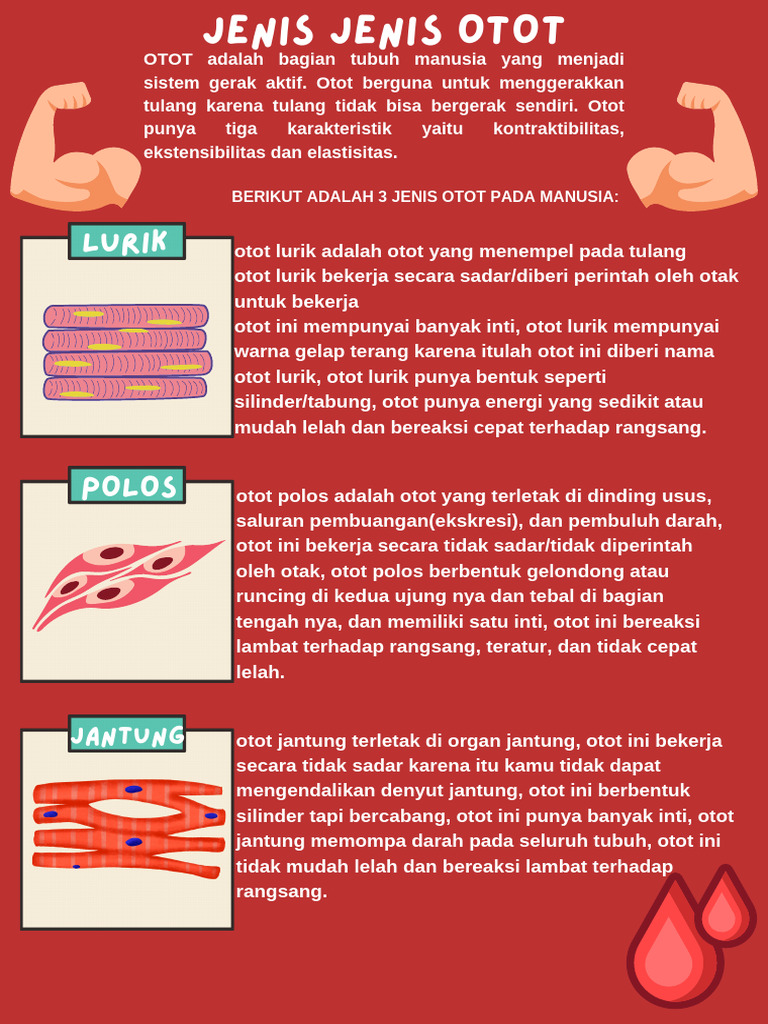 Jenis Jenis Otot | PDF