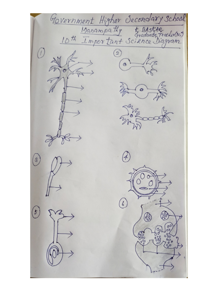 10th Science Important Diagram PDF Download | PDF