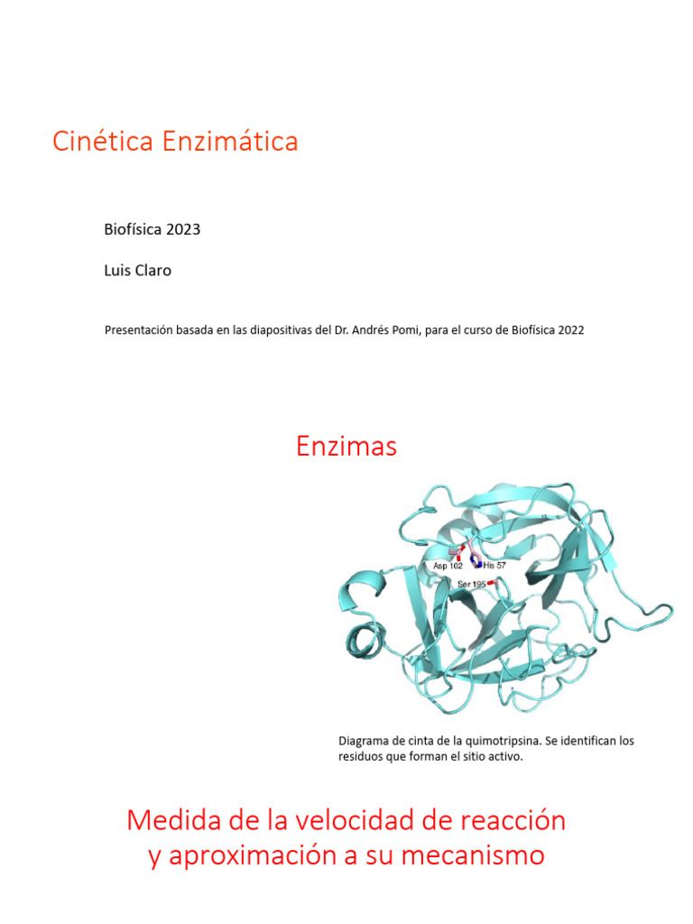 Cinética Enzimática | PDF
