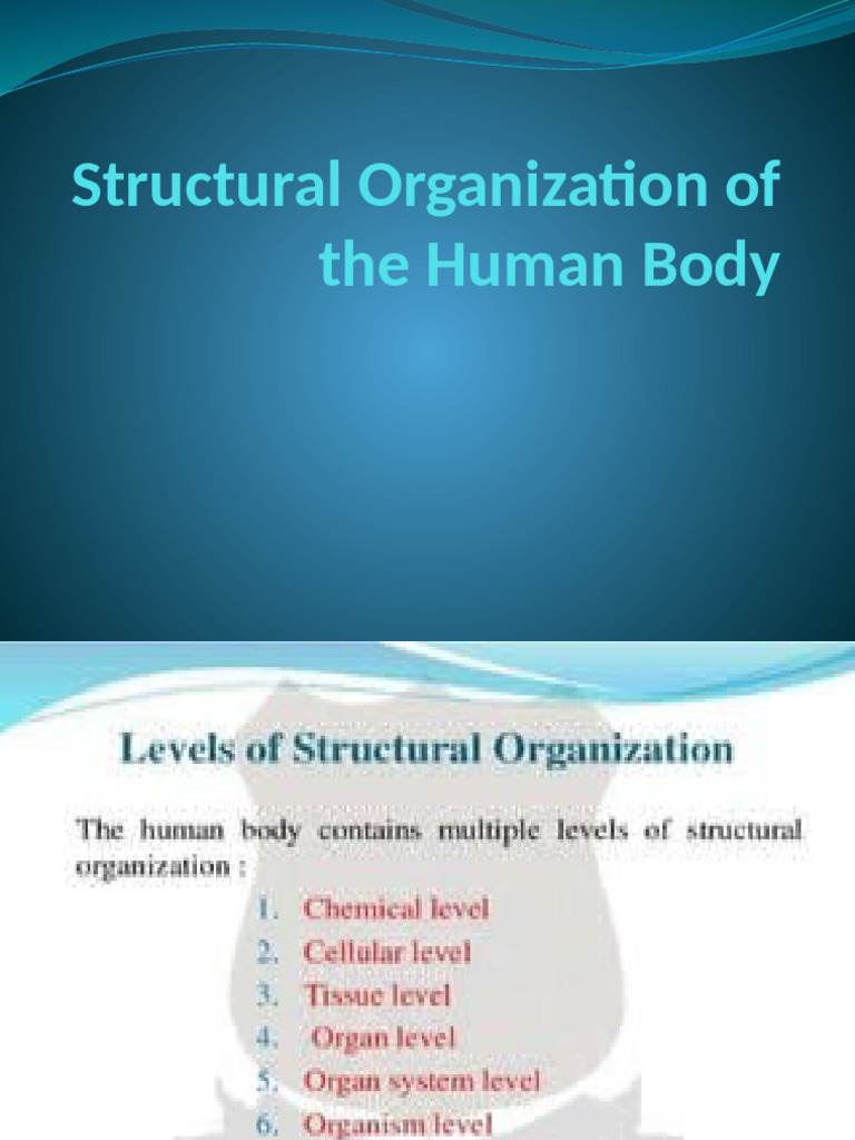 Structural Organization of The Human Body | PDF