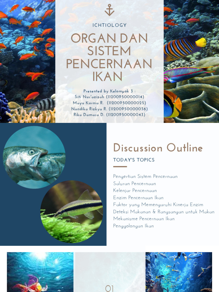 Kelompok 3 - Organ Dan Sistem Pencernaan Ikan | PDF