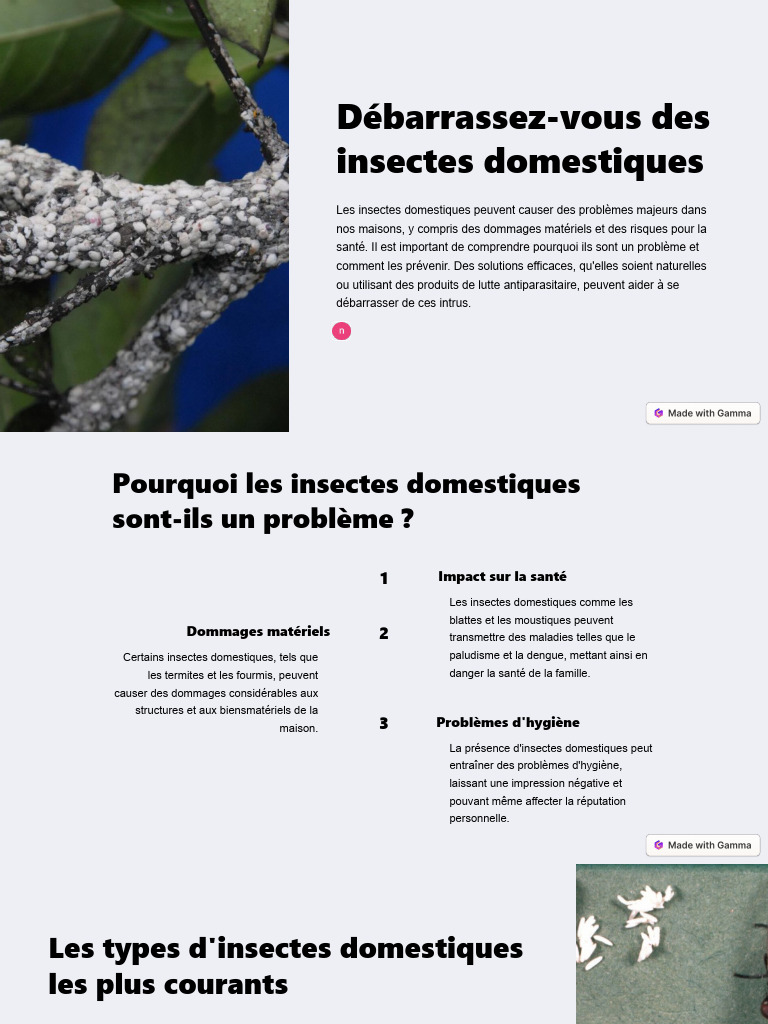 Insecta | PDF