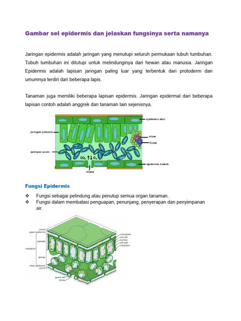 Tugas biologi sel Epidermis | PDF