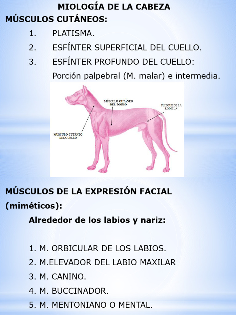 MÚSCULOS CUTÁNEOS - Imagenes para Disección | PDF