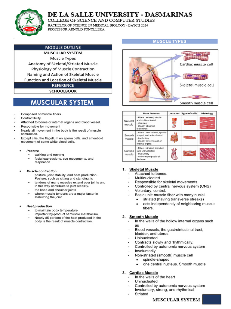 MOD3 Muscular System | PDF