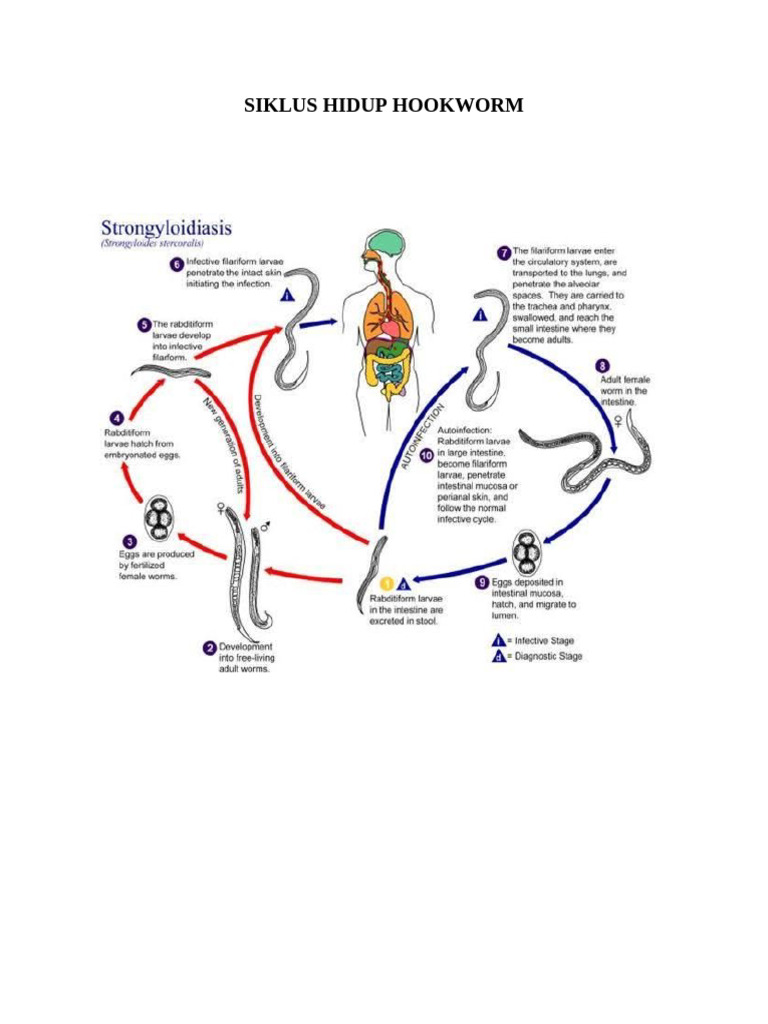 Siklus Hidup Hookworm | PDF