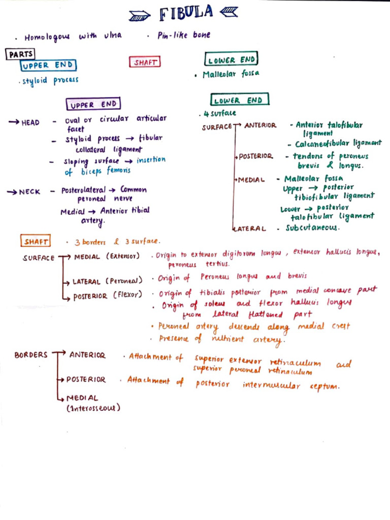 All Bones Notes | PDF