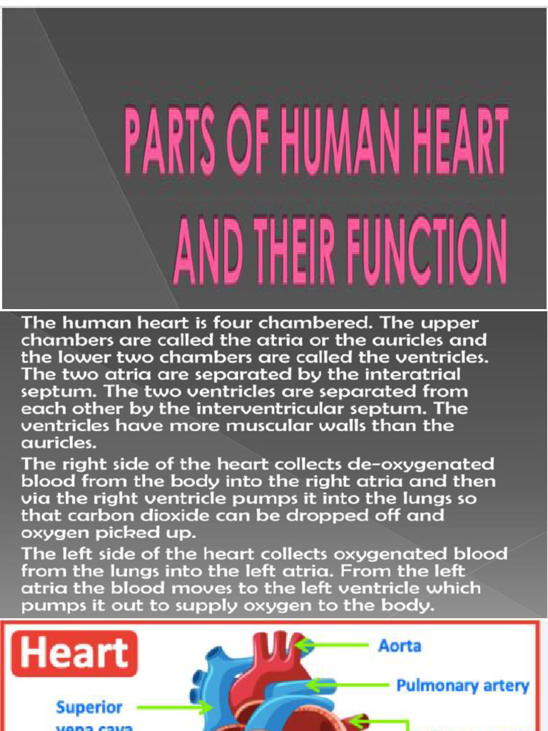 Parts of The Heart and Systemic | PDF