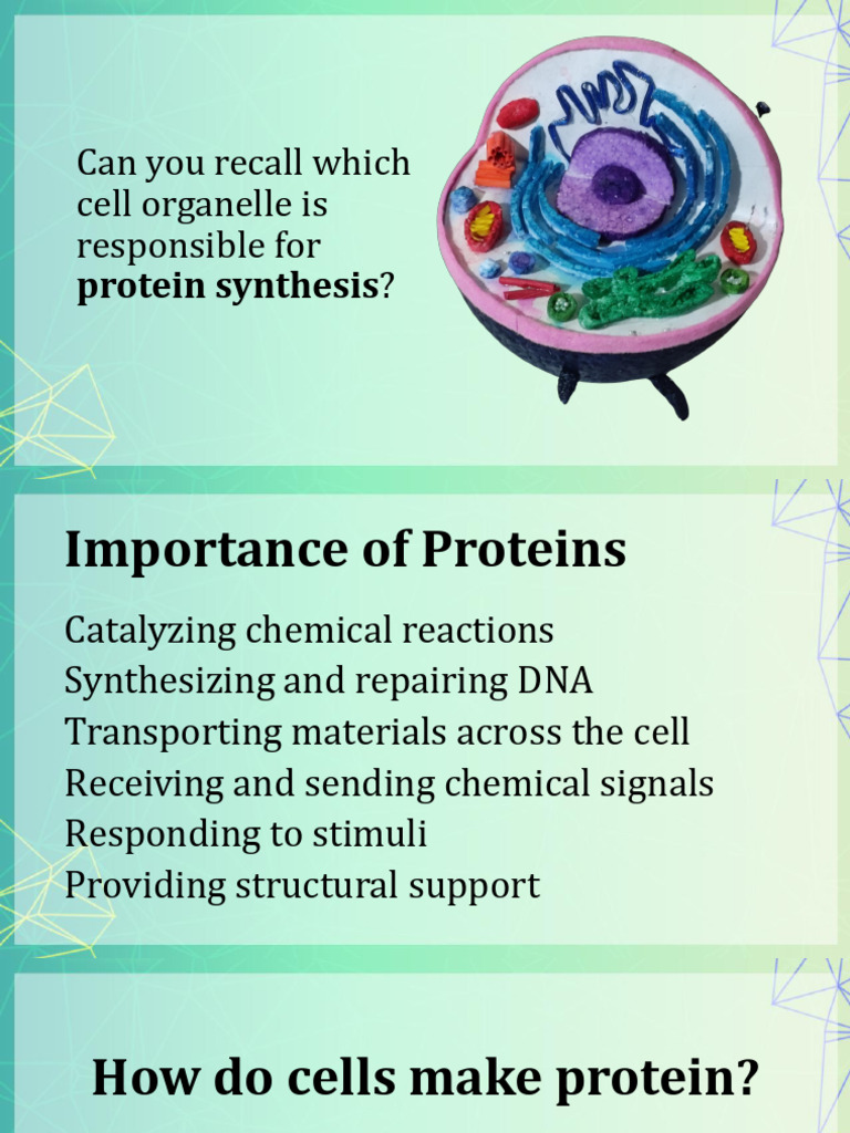 General Biology 2 - Protein Synthesis | PDF