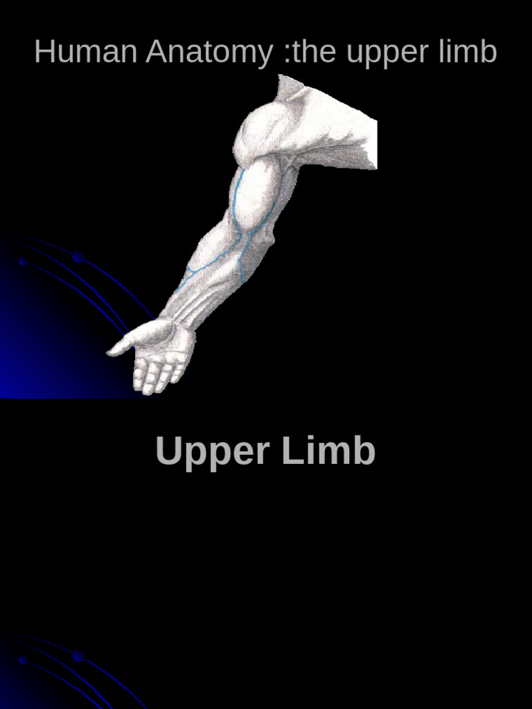 Anatomy Upper Limb MSC | PDF