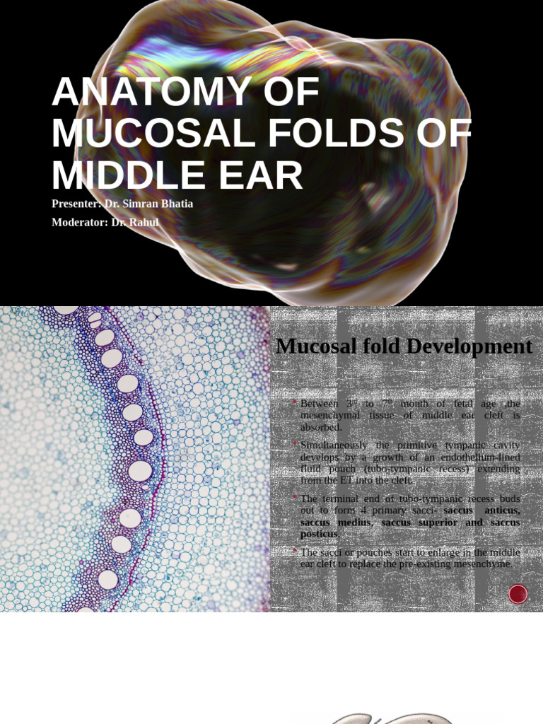 Anatomy of Mucosal Folds of Middle Ear | PDF