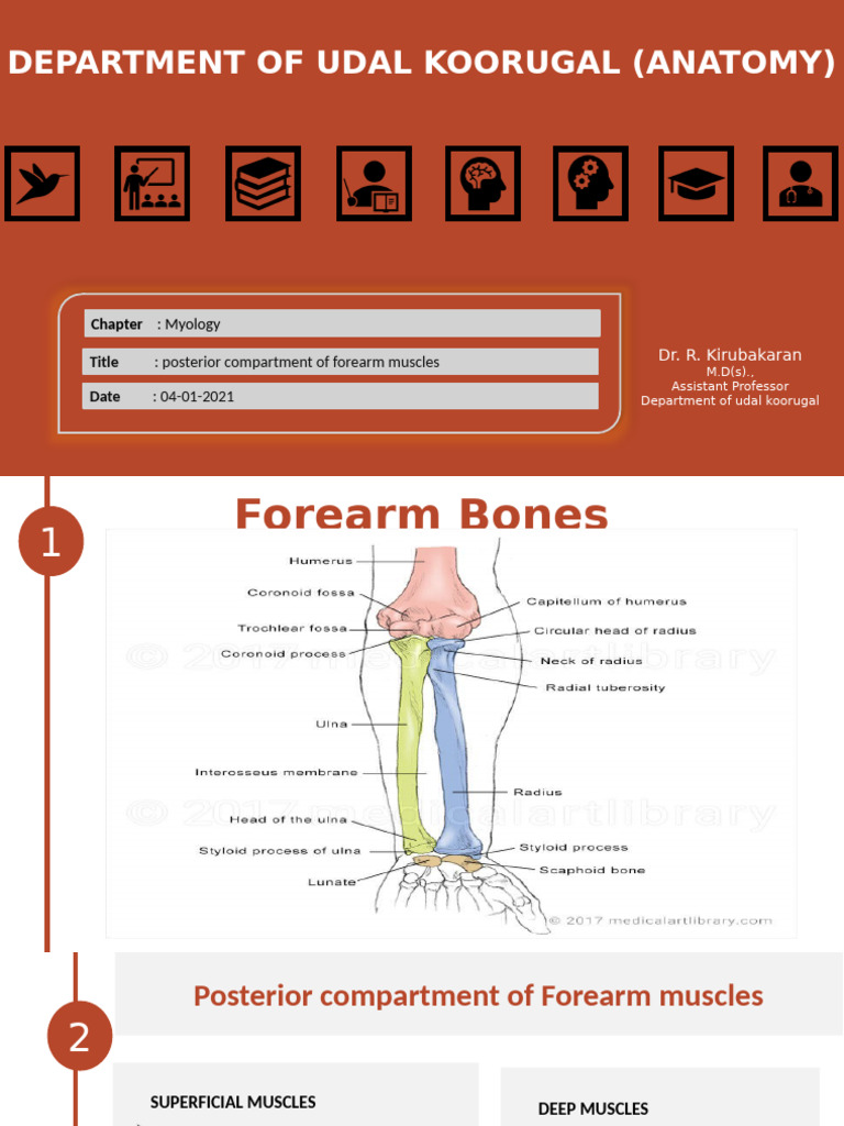 Posterior Compartment of Fore Arm Presentation4 | PDF