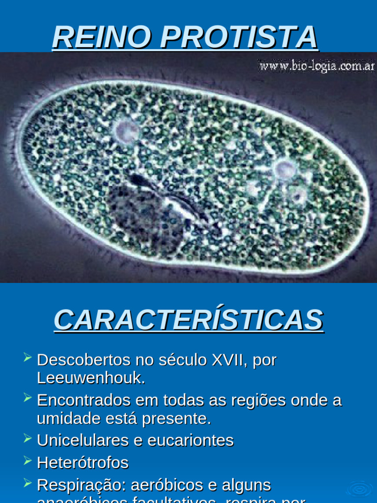 Reino Protista | PDF