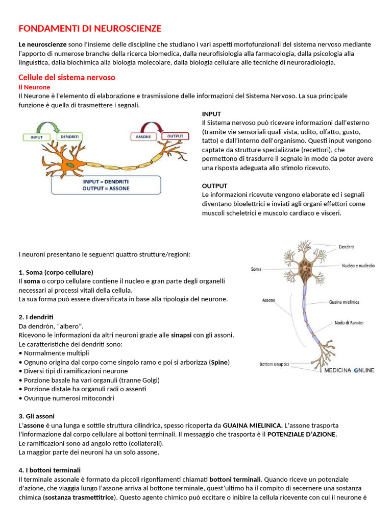 Fondamenti Di Neuroscienze | PDF