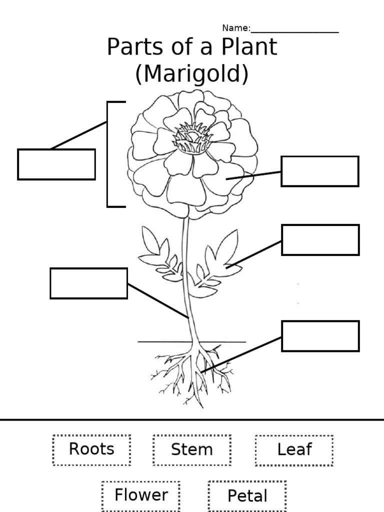 Plants - Parts of A Marigold | PDF