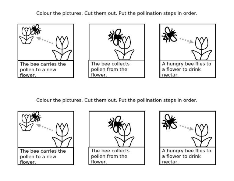 Pollination Steps Activity | PDF