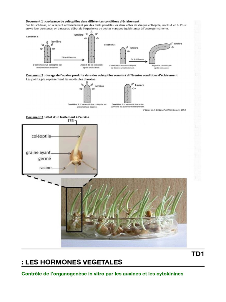 Td1 Les Hormones Vegetales | PDF