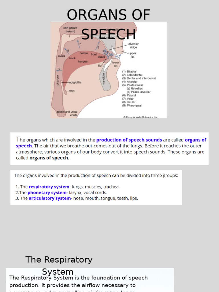 Organs of Speech | PDF | Respiratory System | Exhalation