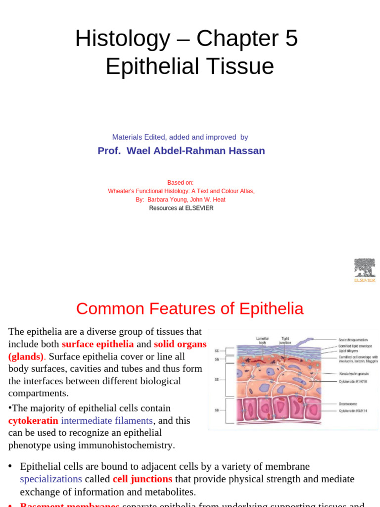 Histology Chapter 5 epithelial tissues-merged-v3 2021 (1) | PDF