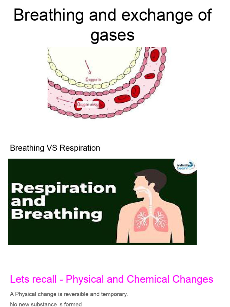 Breathing Vs Respiration | PDF