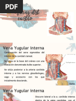 Vena Yugular Interna Externa y Anterior | PDF | Vena | Anatomía humana