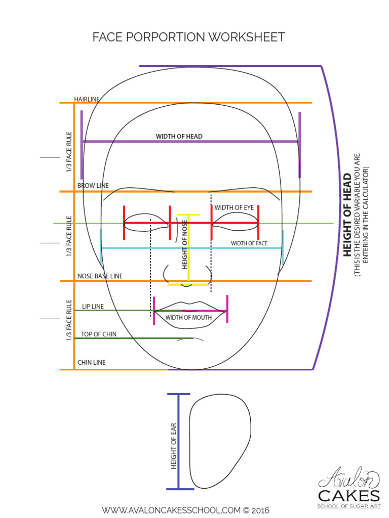 Face Proportion Worksheet | PDF
