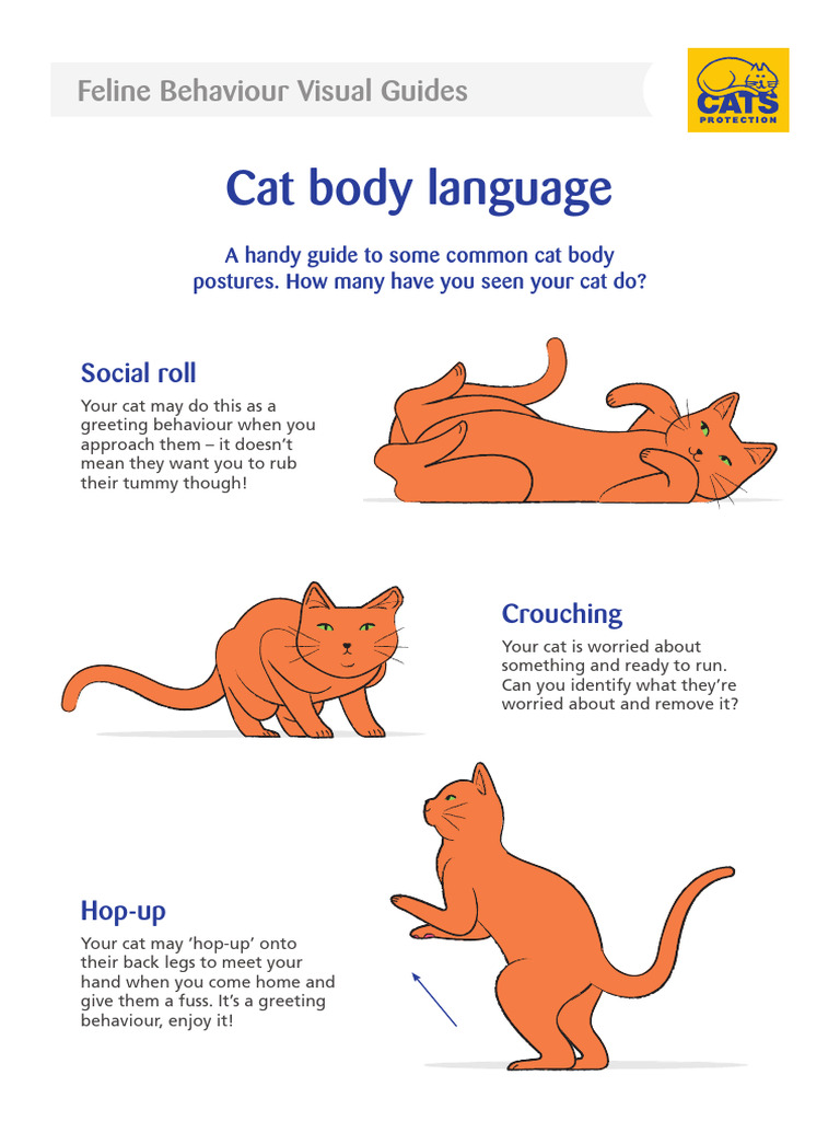 Cat Behaviour Guide - Cats Protection | PDF