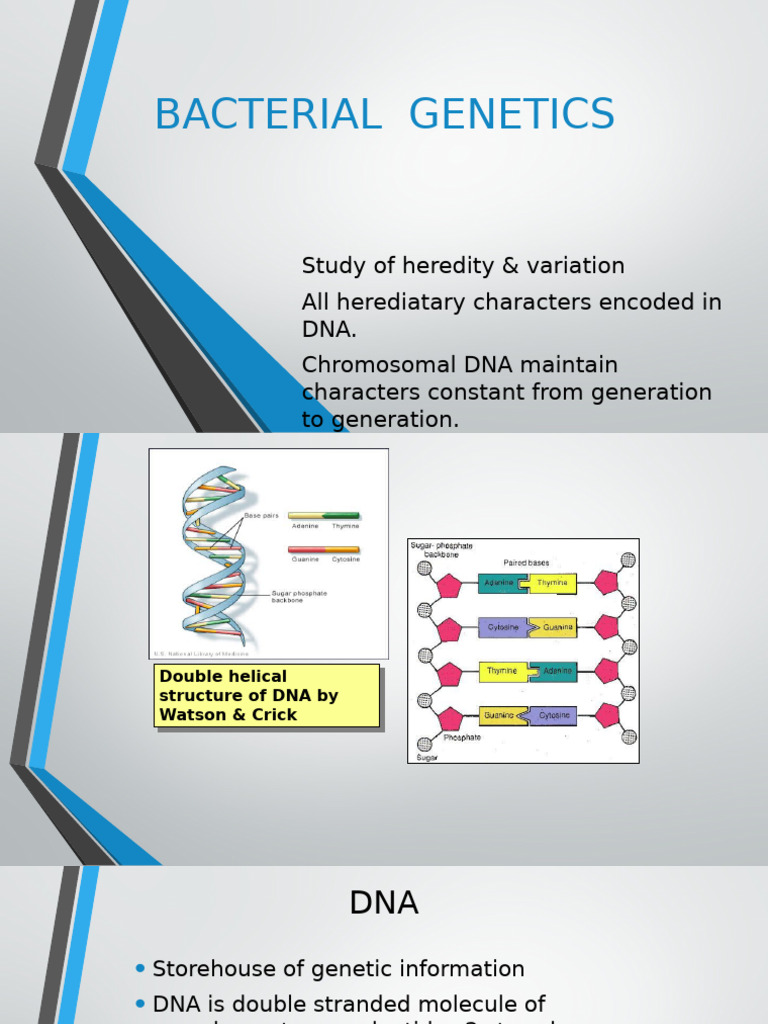 BACTERIAL GENETICS PPT FINAL (1) | PDF