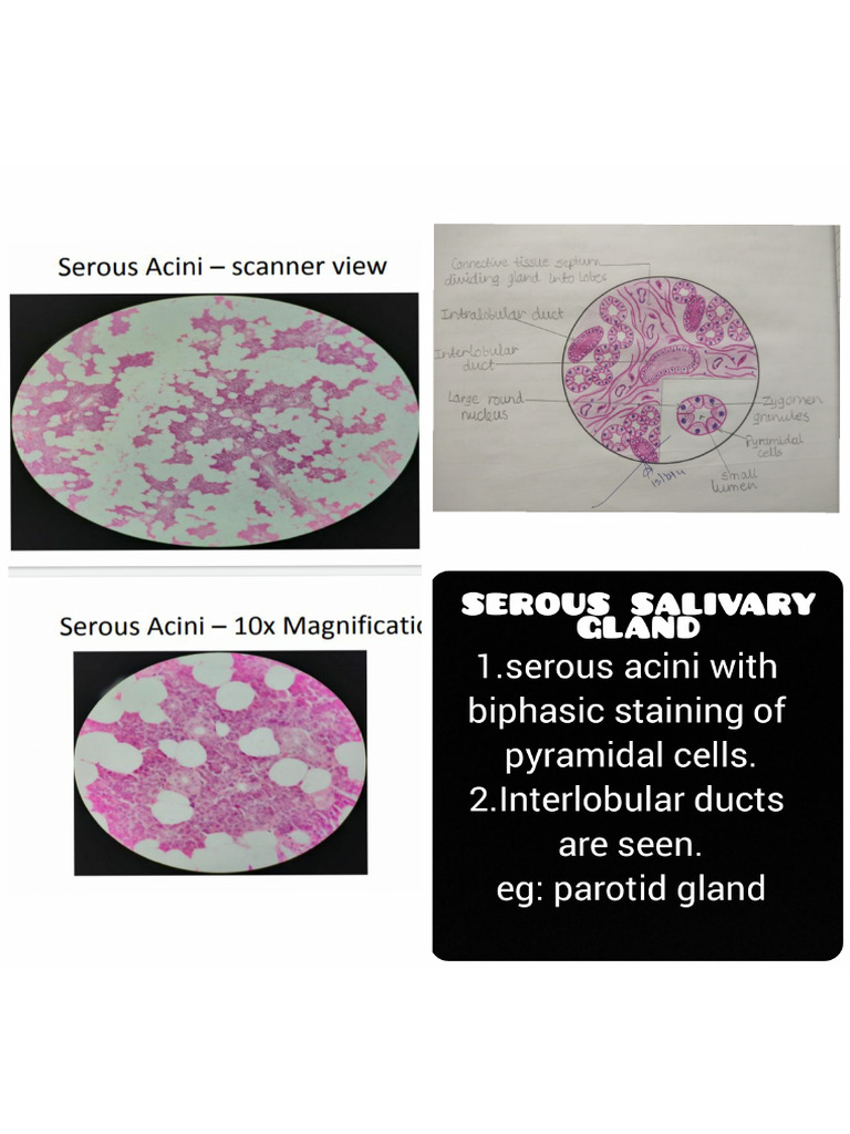 Histology | PDF
