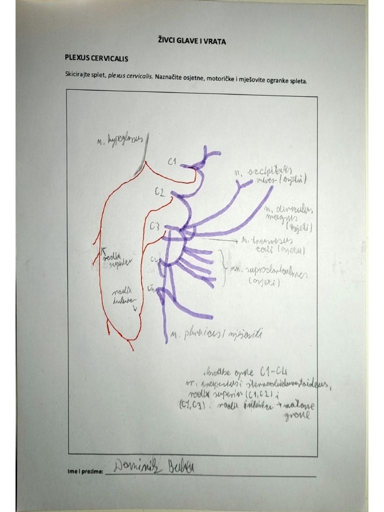 Zivci Glave I Vrata | PDF