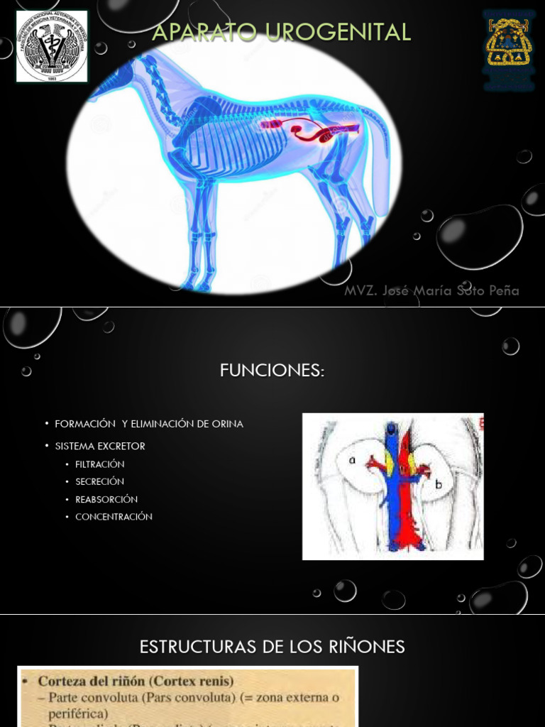 Unidad 5. Aparato Urogenital Completo | PDF