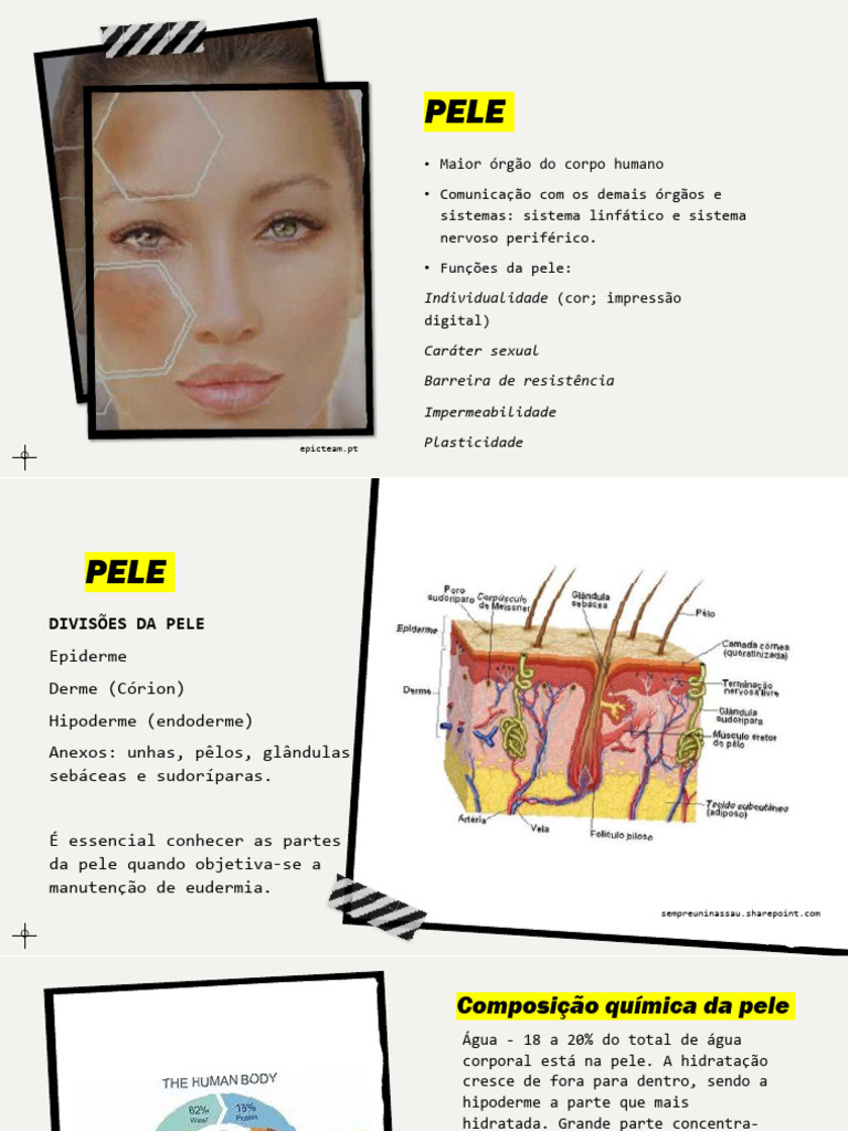 Aula - pele e anexos | PDF