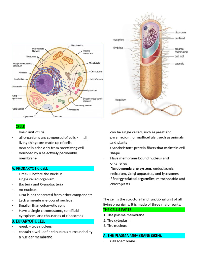 Cell | PDF