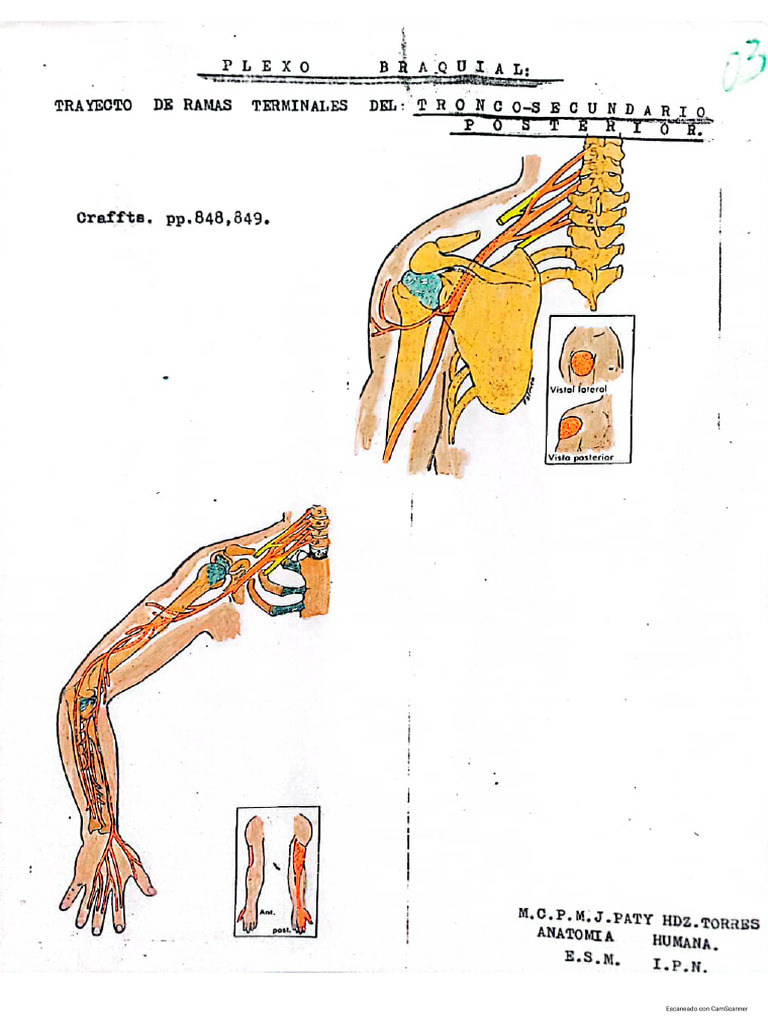 Nervios Del Miembro Superior | PDF