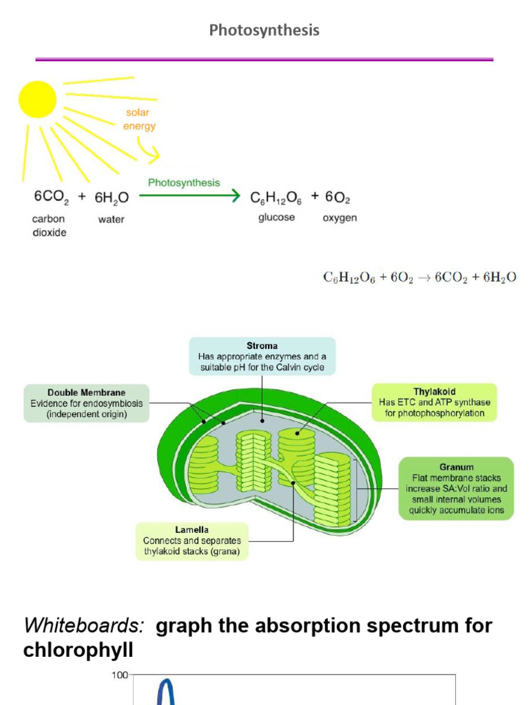 Photoactivation Photolysis and ETC | PDF