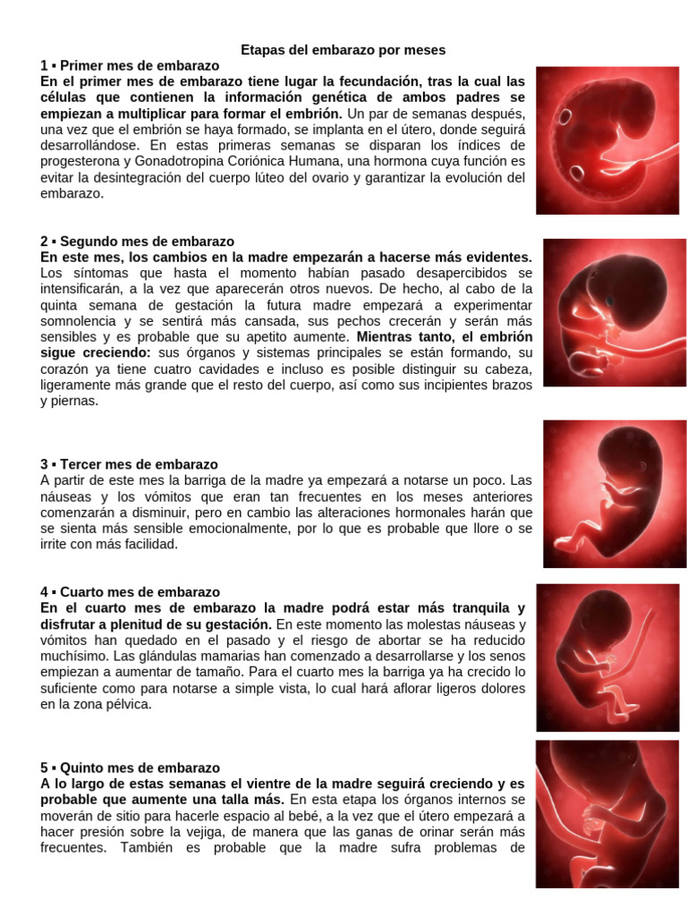 Etapas del embarazo mes a mes | PDF | El embarazo | Salud y bienestar