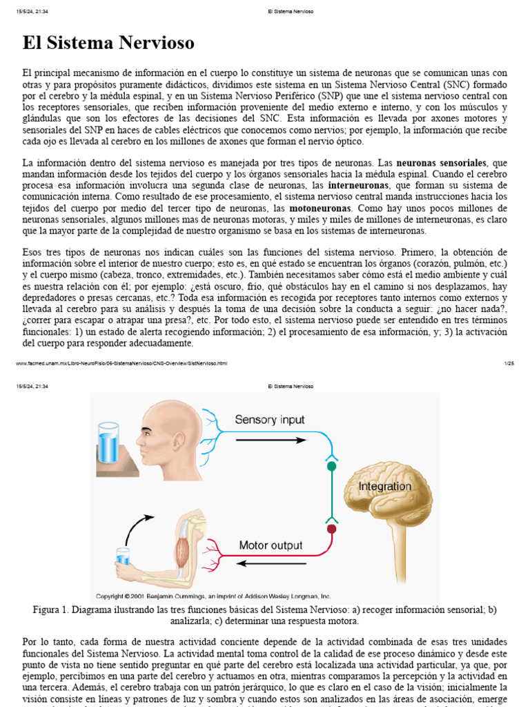 El Sistema Nervioso | PDF