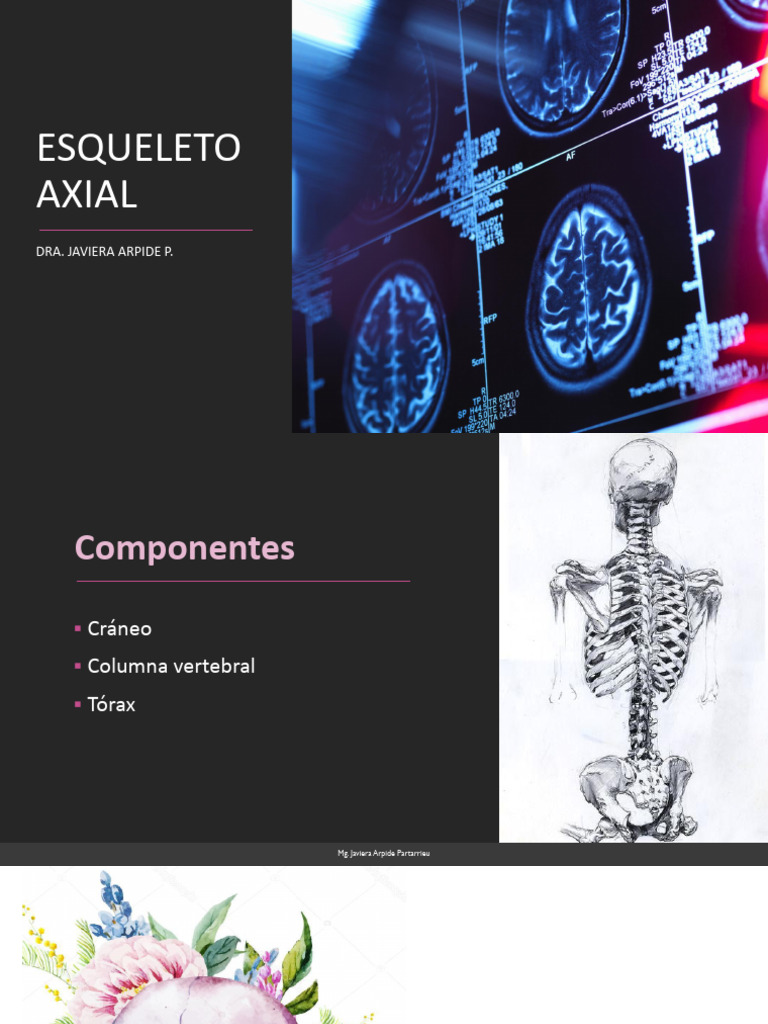 Esqueleto Axial | PDF