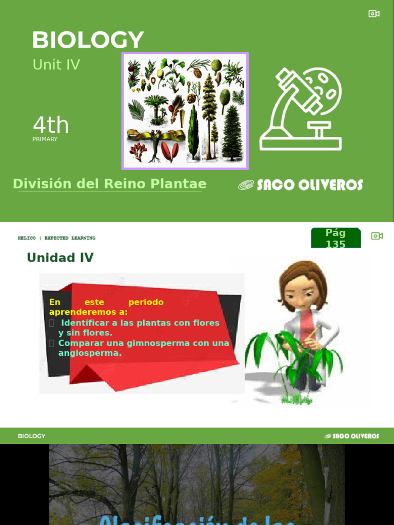 B4 - U4.S3 - División Del Reino Plantae | PDF