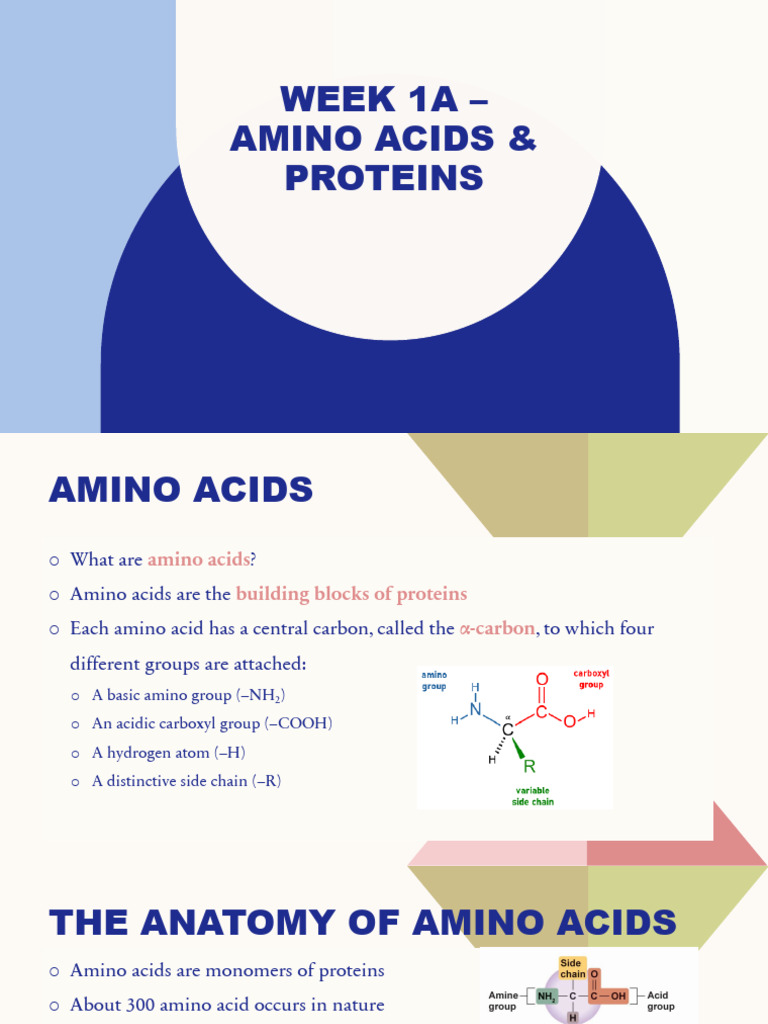 Week 1a Amino Acids and Proteins | PDF