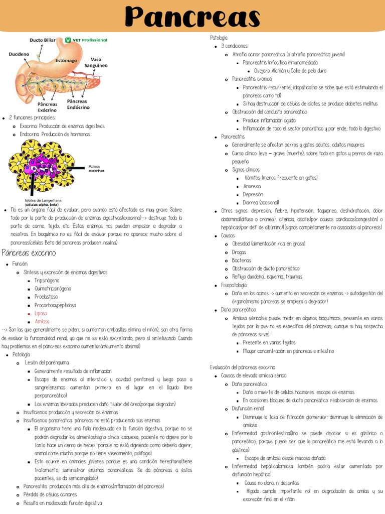 Páncreas | PDF